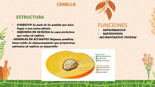 ETRUCTURA Y PROCESOS VITALES DE LAS PLANTAS | PPTX