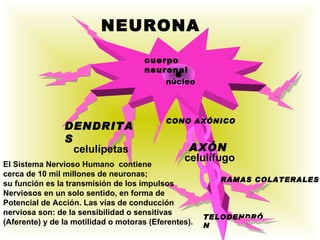 Tejido nervioso y muscular | PPT