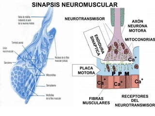 Tejido nervioso y muscular | PPT