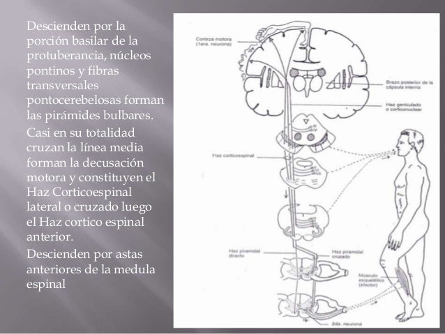 Tema vii vias conduccion nerviosa