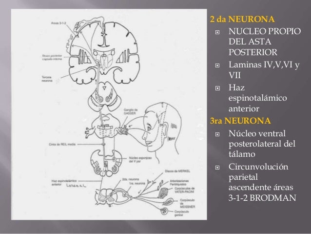 Tema vii vias conduccion nerviosa