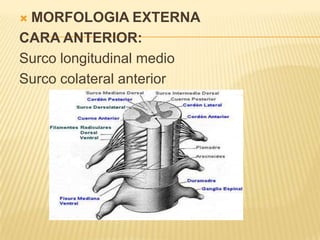 Tema VI - Medula Espinal | PPTX