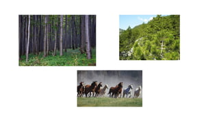 TEMELJNA SVOJSTVA BIOCENOZE pdf (1) (2).pdf