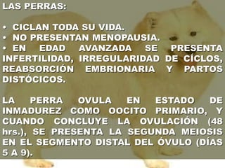TÉCNICAS REPRODUCTIVAS EN LA PERRA | PPTX
