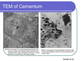 Tem images of bone, dentin, cementum and enamel | PPT
