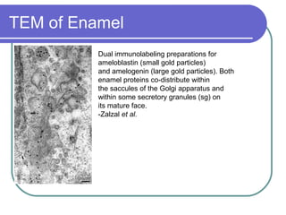 Tem images of bone, dentin, cementum and enamel | PPT