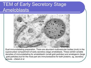 Tem images of bone, dentin, cementum and enamel | PPT