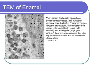 Tem images of bone, dentin, cementum and enamel | PPT