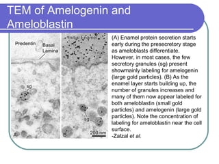 Tem images of bone, dentin, cementum and enamel | PPT