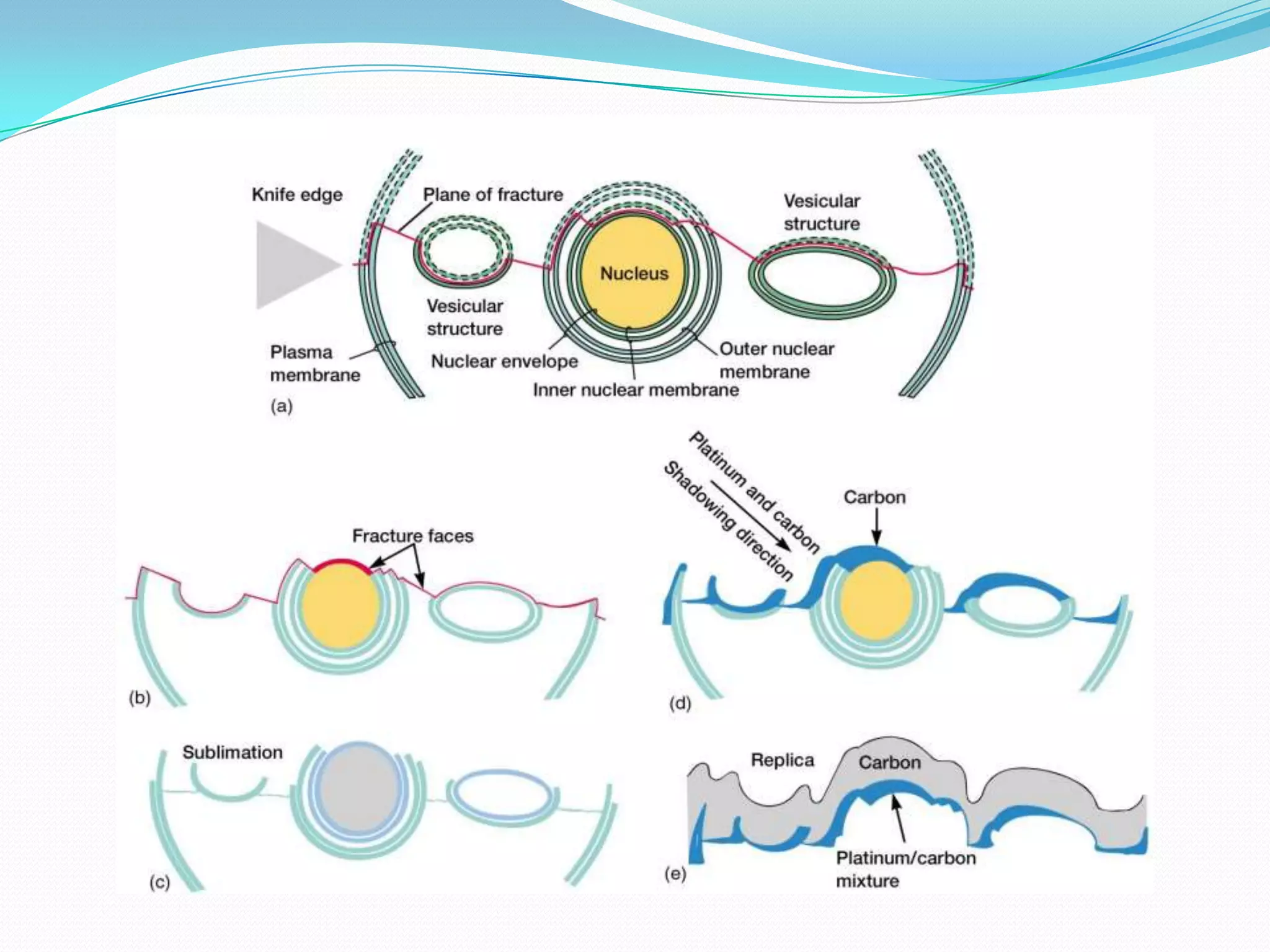transmission electron microscopy | PPTX