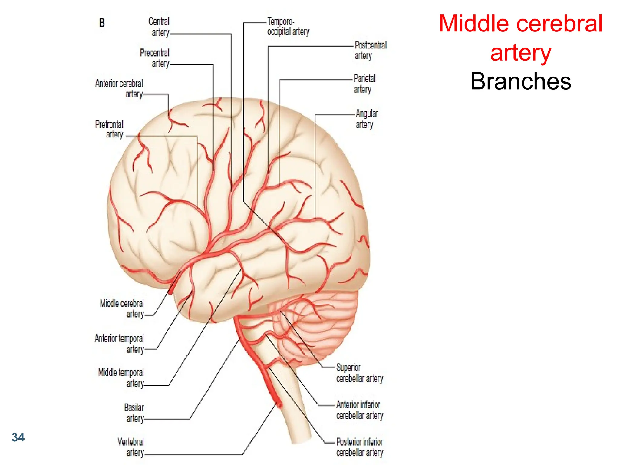 Presentation on temoral lobe of brain regarding its anatomy | PPTX
