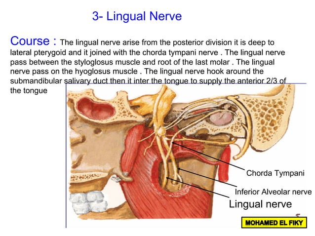 Temporal and infratemporal region part 2 | PPT