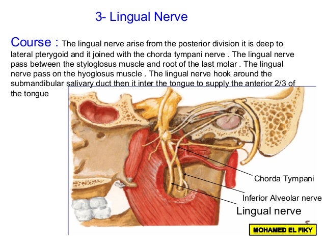 Temporal and infratemporal region part 2