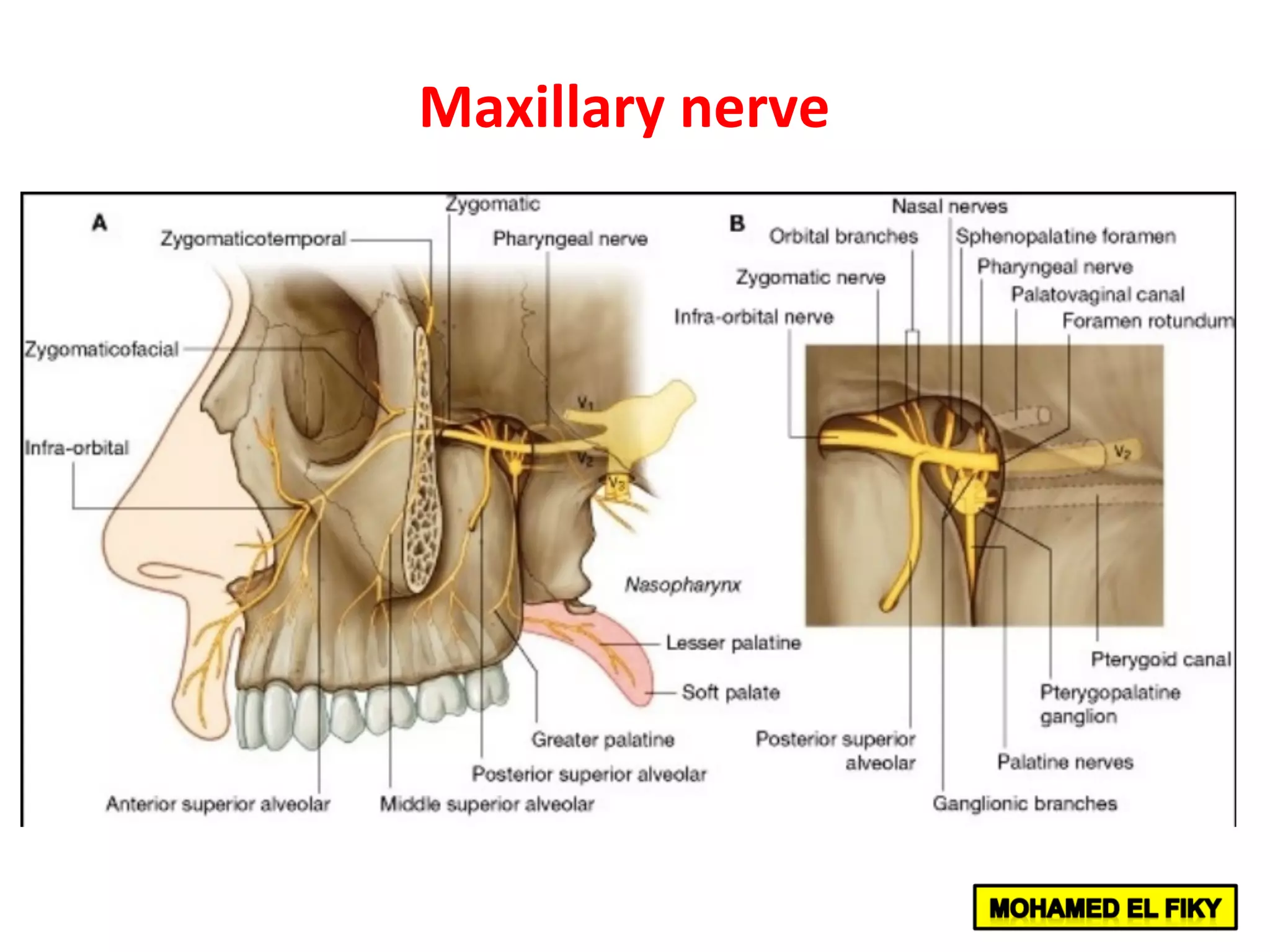 Temporal and infratemporal region part 3 | PDF