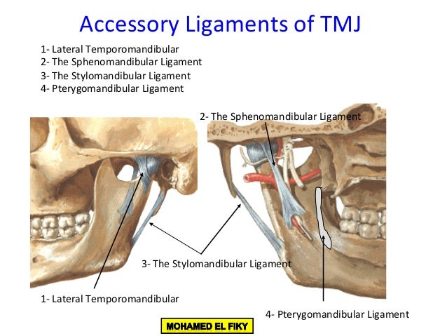 Temporal and infratemporal region part 4