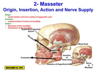 Masseter Origin And Insertion
