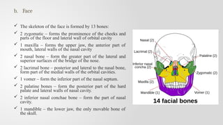 Musculo skeletal system of a human body with illustrations | PPT