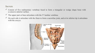 Musculo skeletal system of a human body with illustrations | PPT
