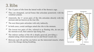 Musculo skeletal system of a human body with illustrations | PPT
