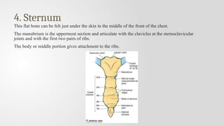 Musculo skeletal system of a human body with illustrations | PPT