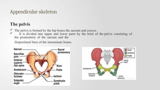 Musculo skeletal system of a human body with illustrations | PPTX