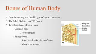 Musculo skeletal system of a human body with illustrations | PPT