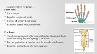 Musculo skeletal system of a human body with illustrations | PPTX
