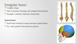 Musculo skeletal system of a human body with illustrations | PPTX