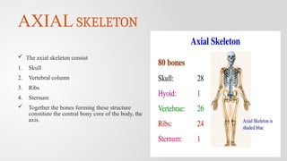 Musculo skeletal system of a human body with illustrations | PPT