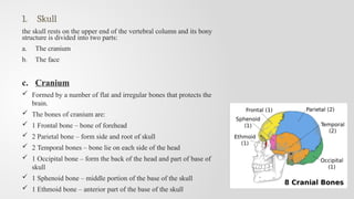 Musculo skeletal system of a human body with illustrations | PPTX