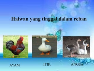 Tempat tinggal haiwan | PPTX
