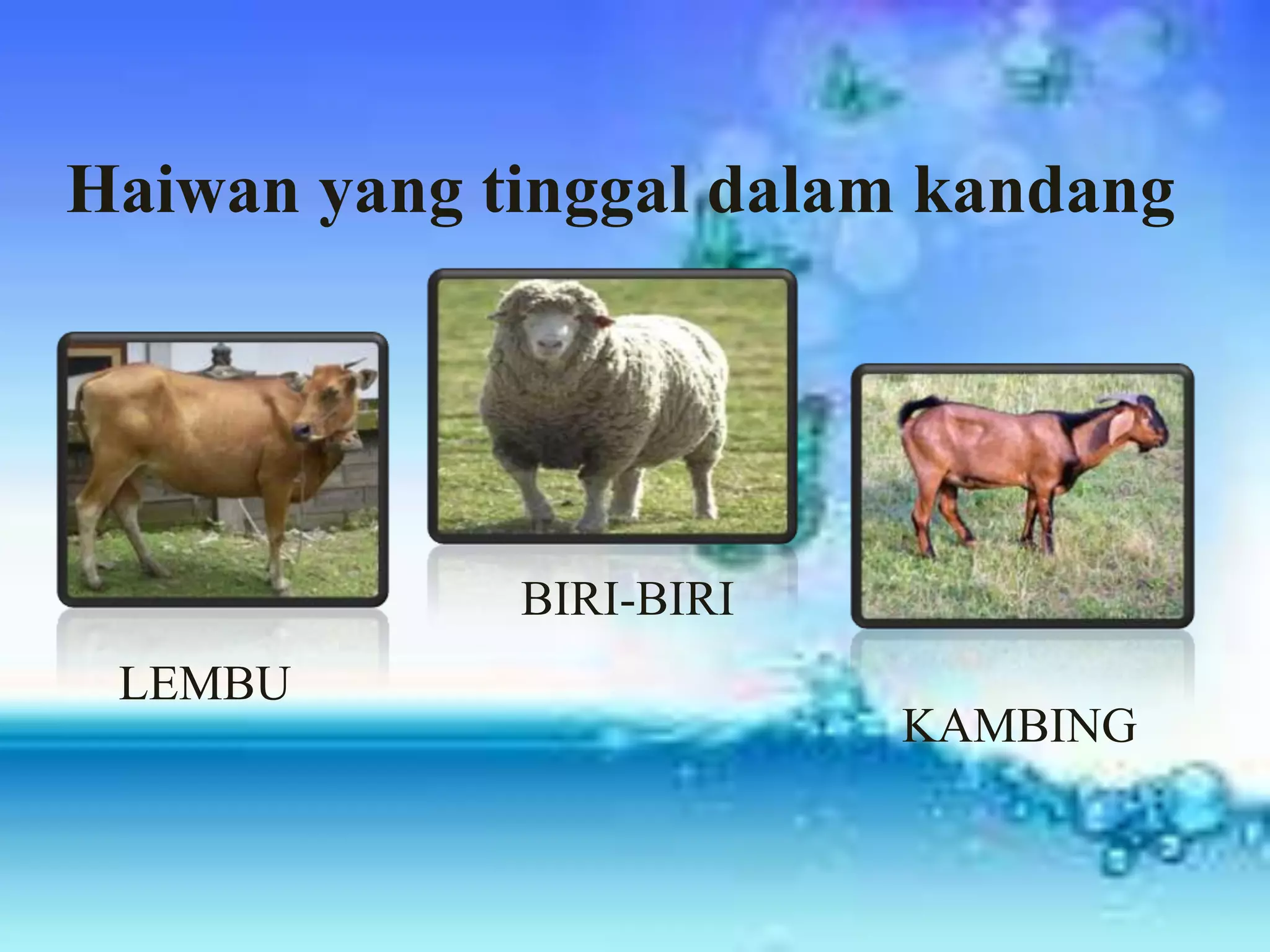 Tempat tinggal haiwan | PPTX