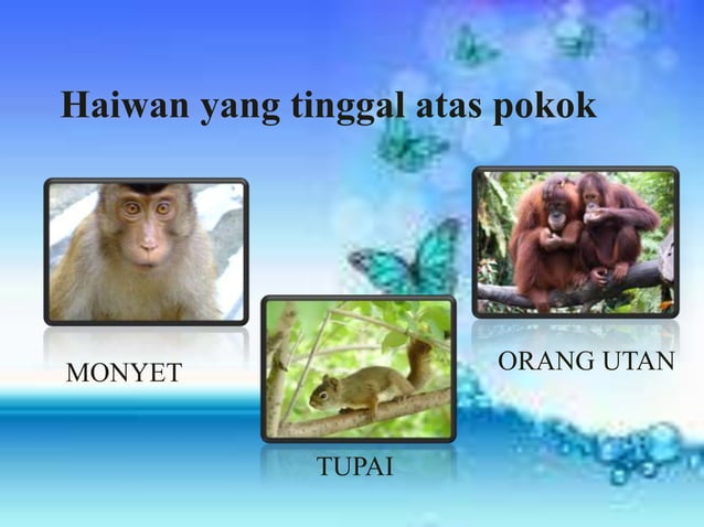 Tempat tinggal haiwan | PPTX