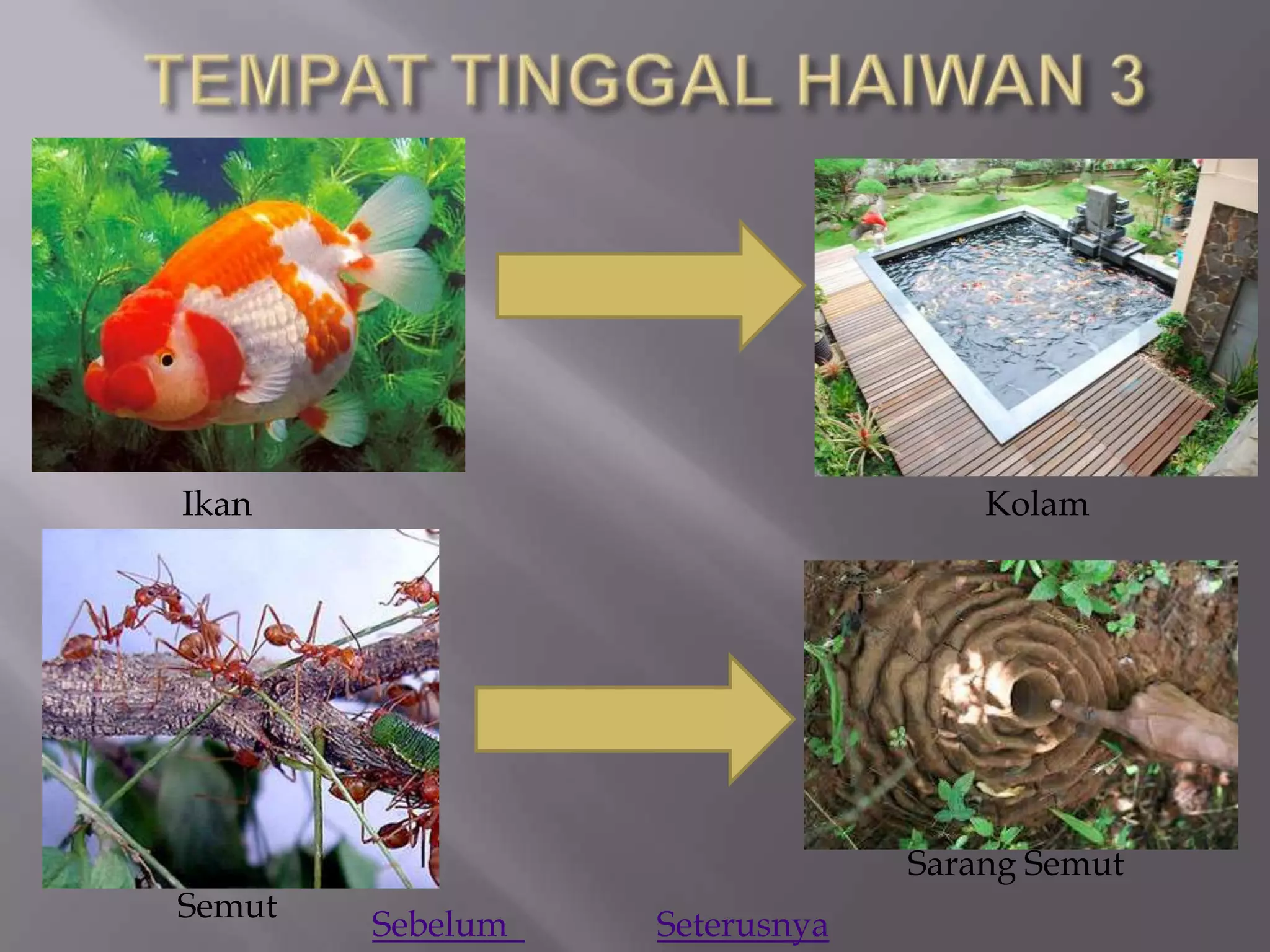 Tempat tinggal haiwan | PPT Tempat tinggal haiwan | PPT