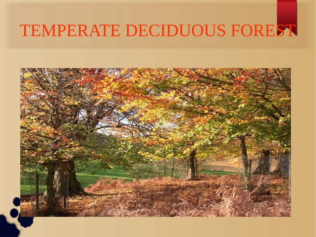 TEMPERATE DECIDUOUS FOREST | ODP | Geography | Science