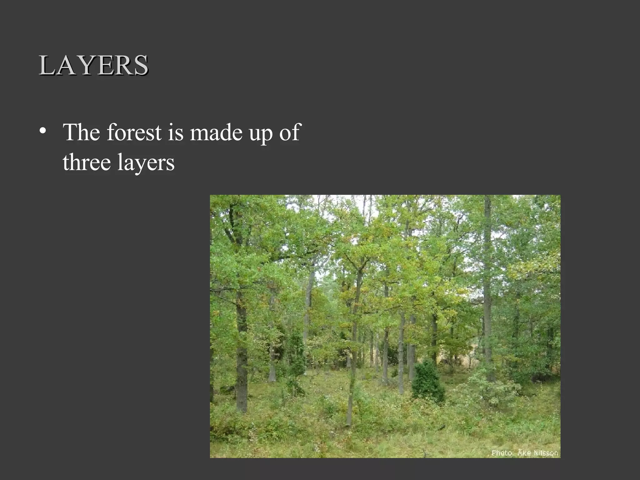 Temperate Deciduous Forest | PPT