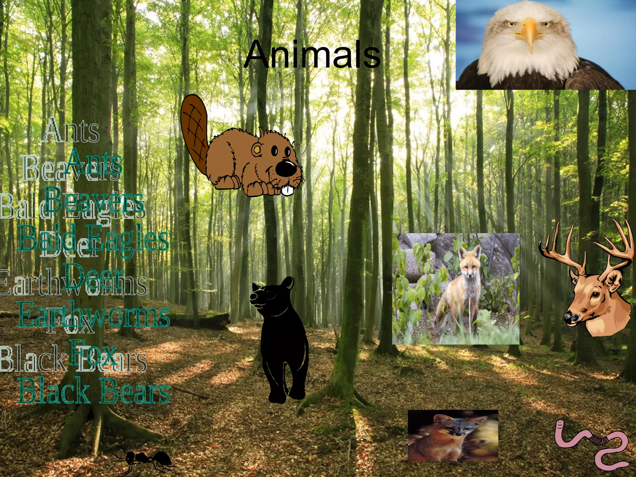 Temperate Deciduous Forest Bg, Tg | PPT