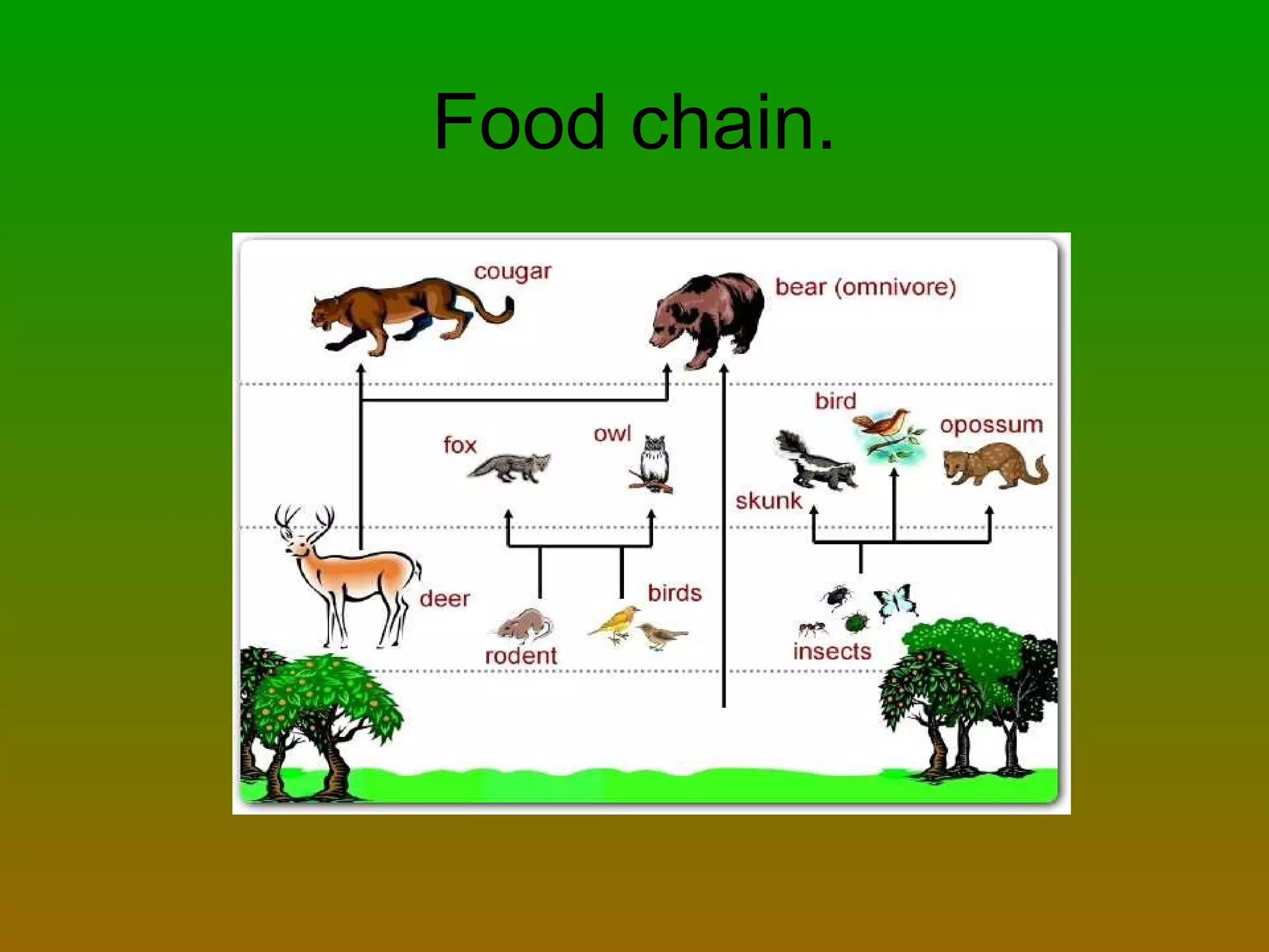 Temperate Deciduous Forest Bg, Tg | PPT
