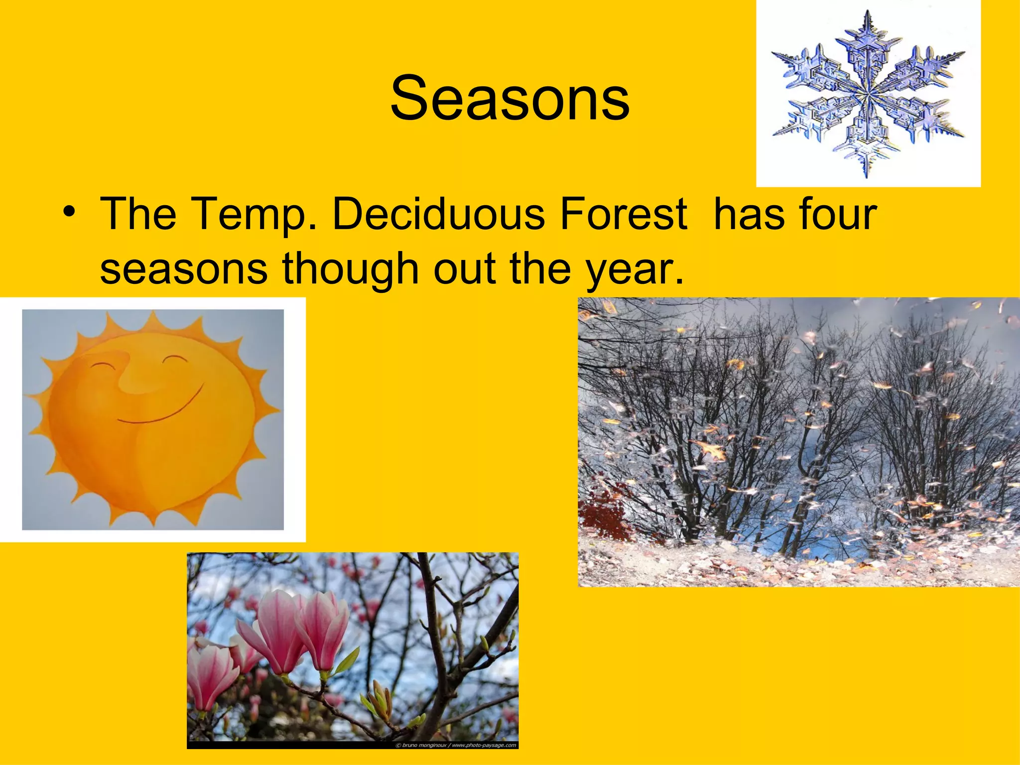 Temperate Deciduous Forest Bg, Tg | PPT