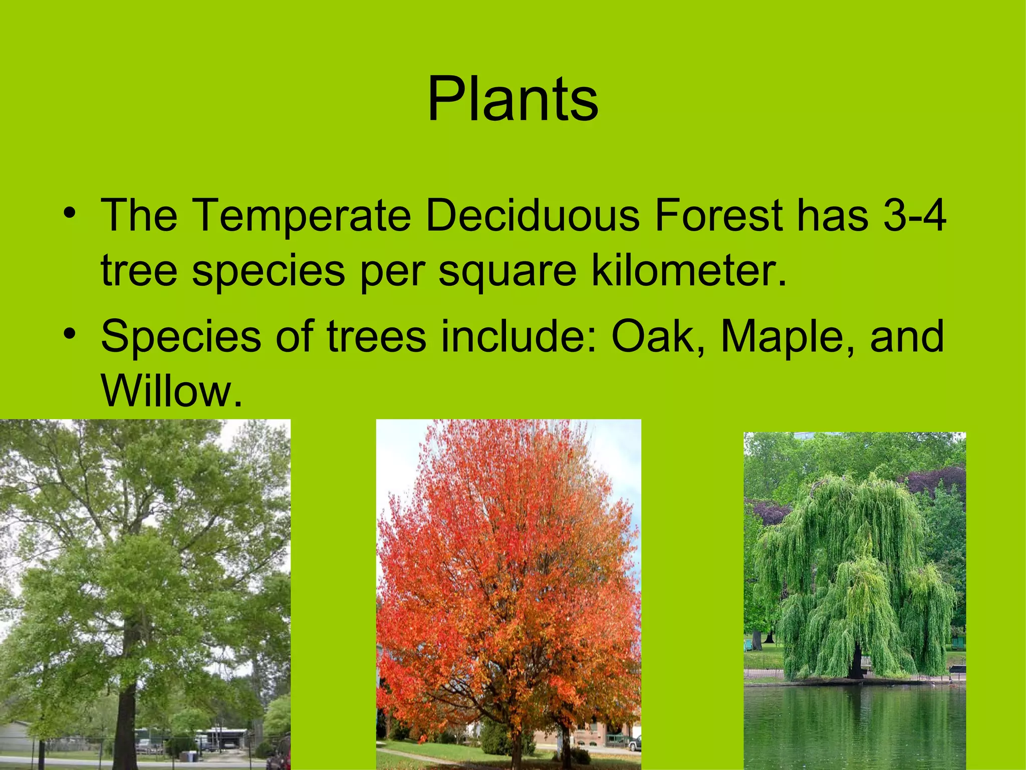 Temperate Deciduous Forest Bg, Tg | PPT
