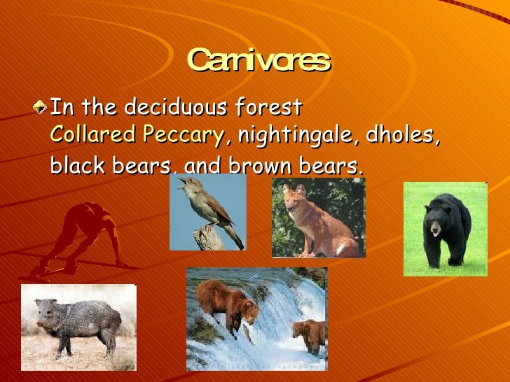Temperate Deciduous Forest M E temperate-deciduous-forest-m-e