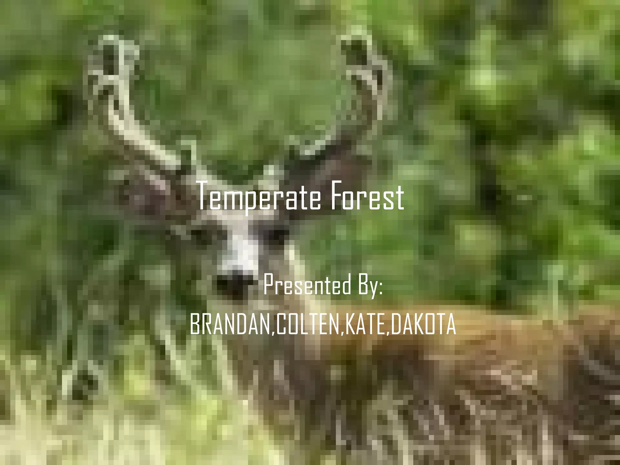 Temperate Forest | PPT