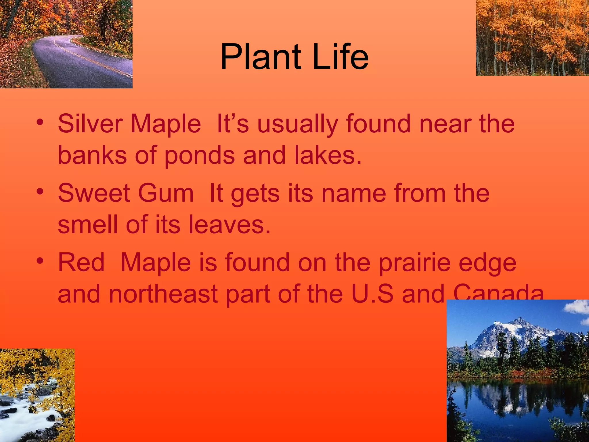 Temperate Forest | PPT