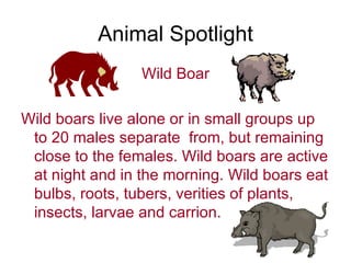 Temperate Forest | PPT