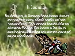 Temperate Forest | PPT