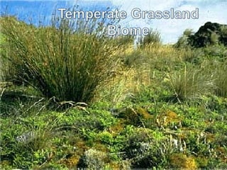 Temperate Grassland Plants