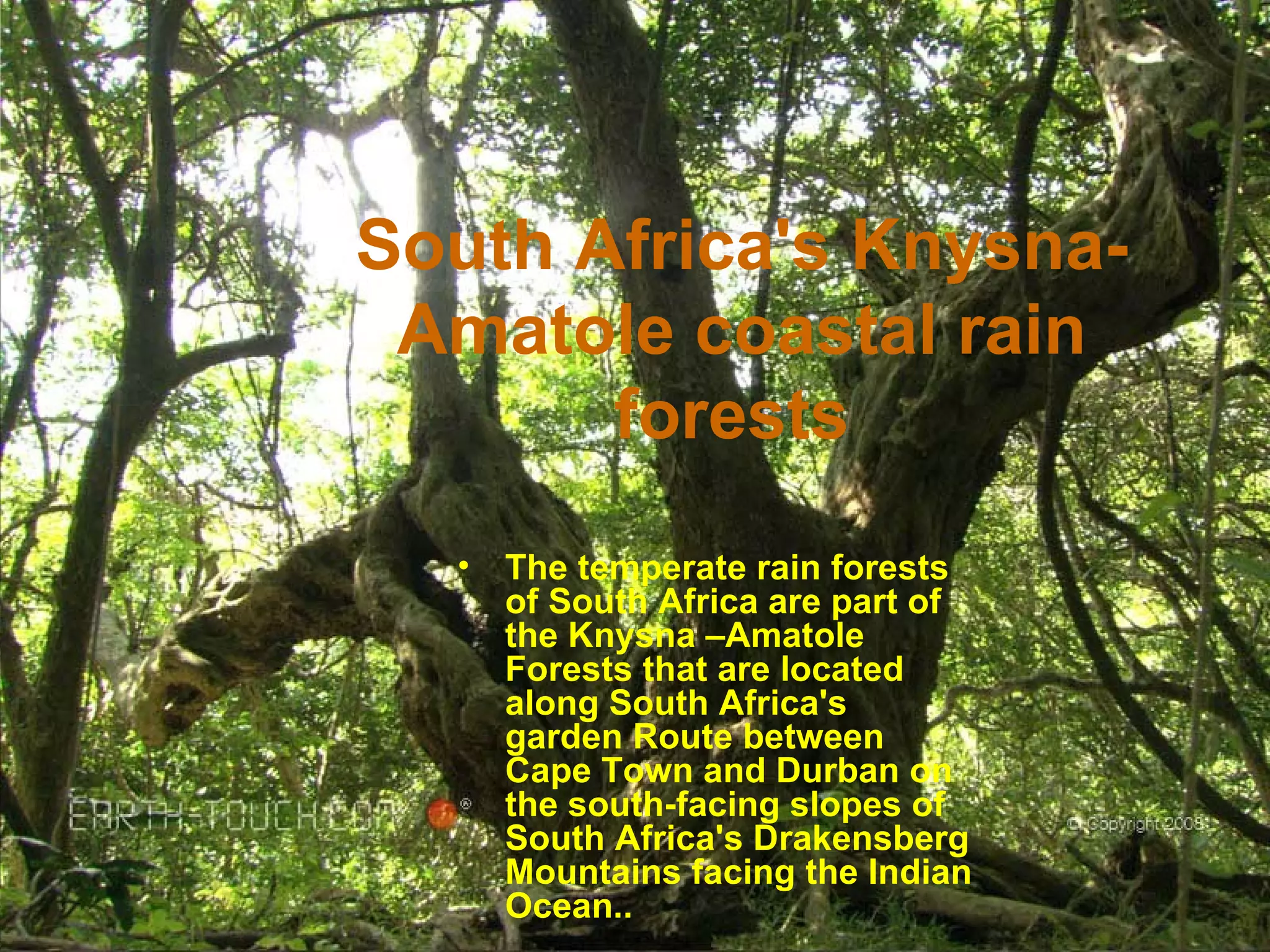 Temperate Rain Forest | PPS
