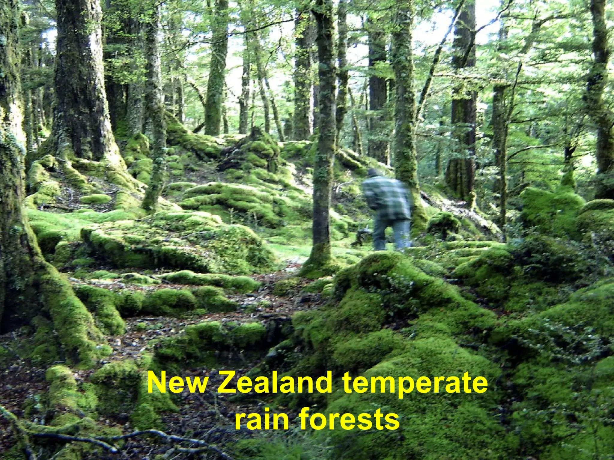 Temperate Rain Forest | PPS