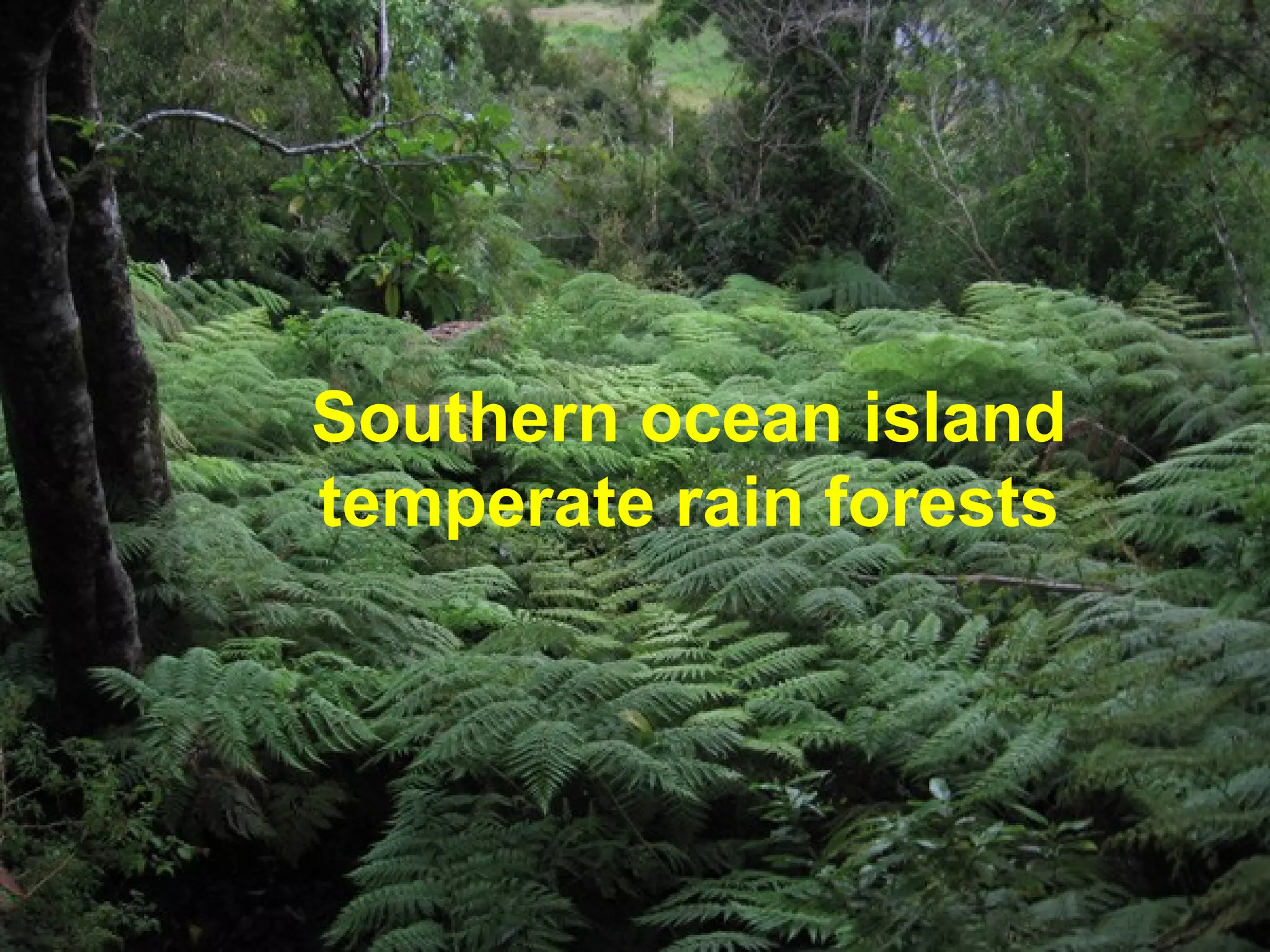 Temperate Rain Forest | PPS