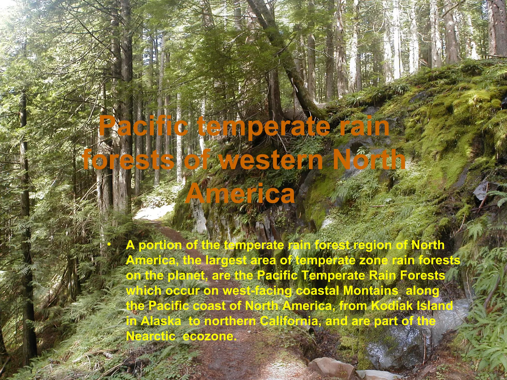 Temperate Rain Forest | PPS